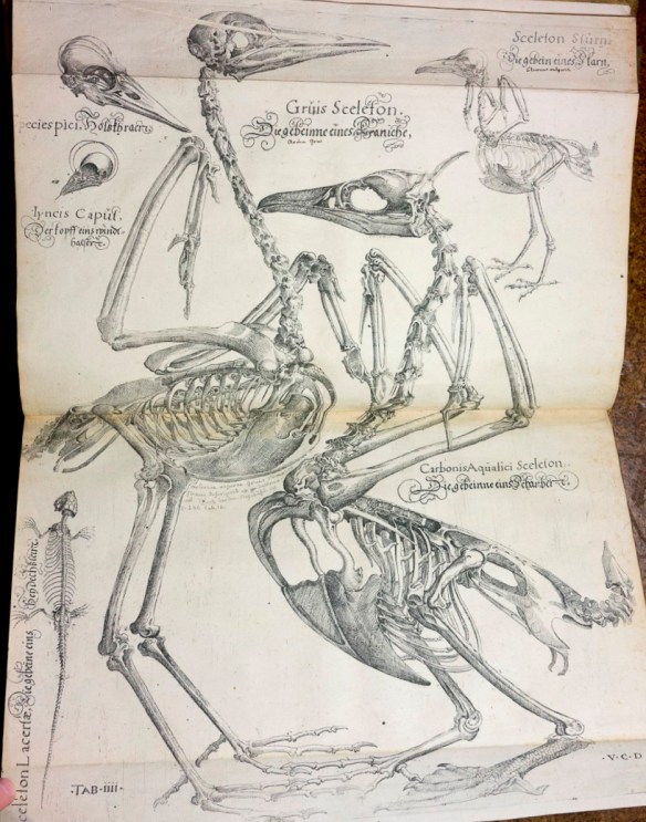 A Renaissance Man at Work: Volcher Coiter’s “Externarum et internarum ...