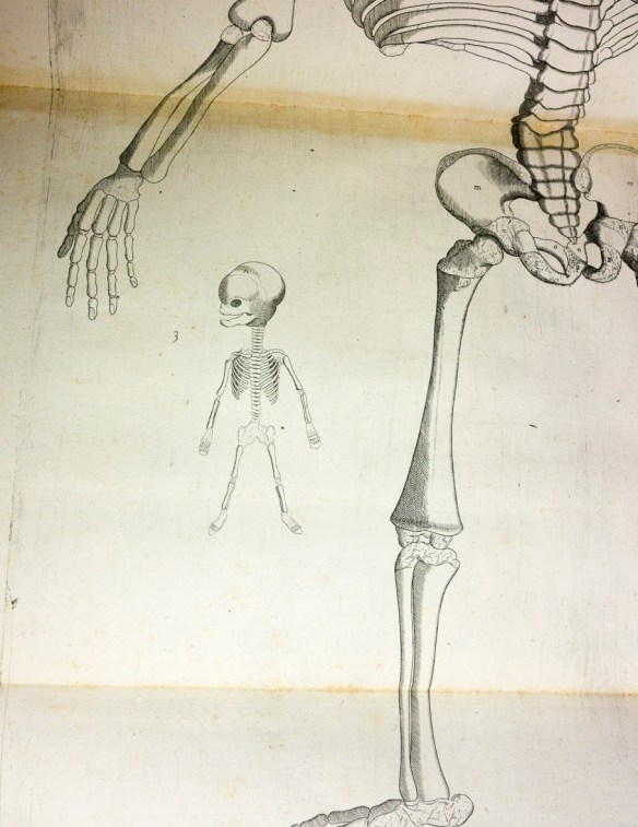 A Renaissance Man at Work: Volcher Coiter’s “Externarum et internarum ...