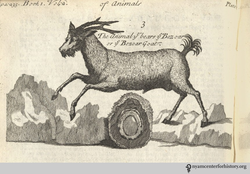 Found in the Eyes of Rams: The Bezoar and its Powers | Books, Health ...