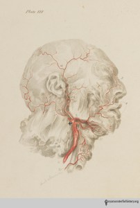 Charles Bell: Artistry and Anatomy | Books, Health and History