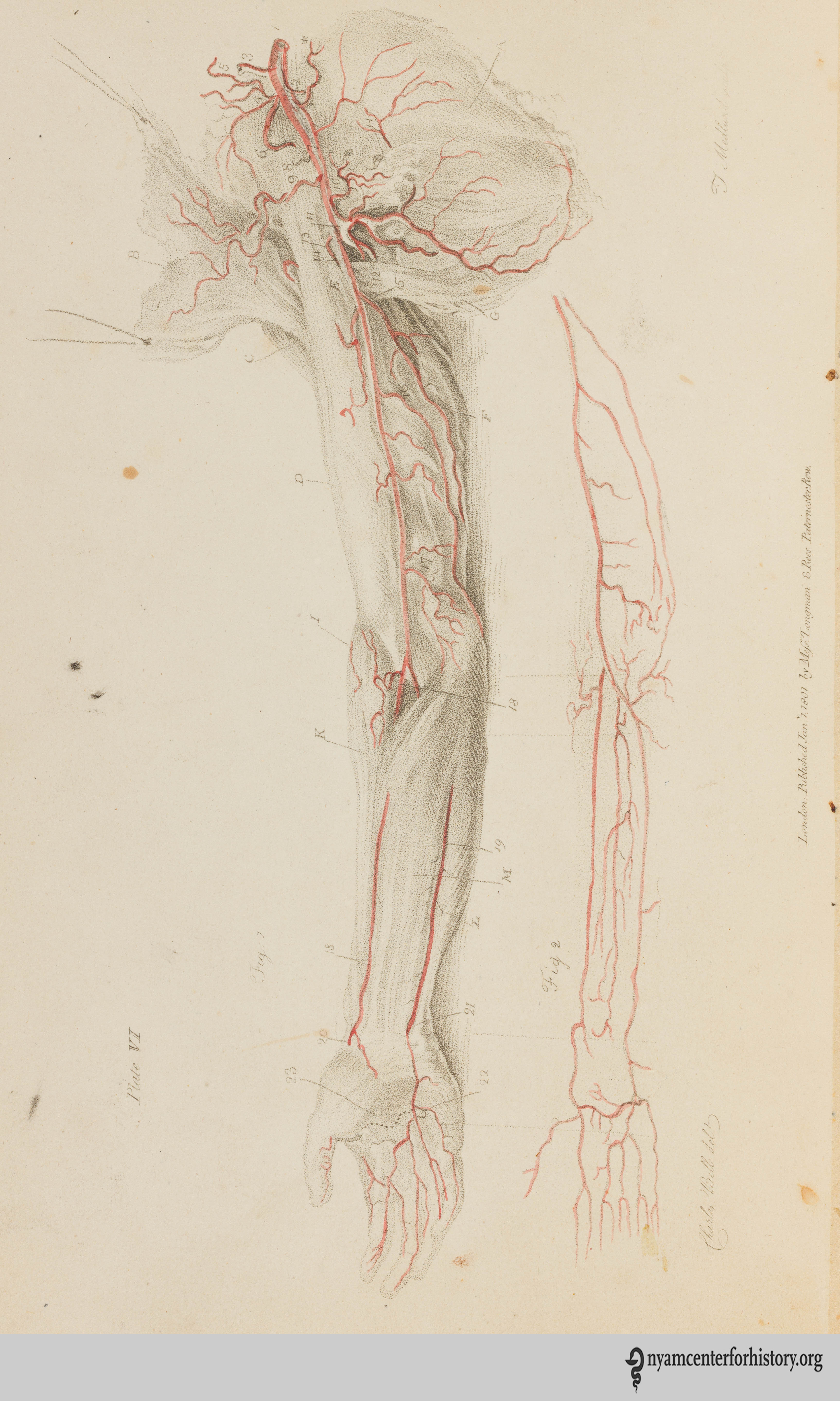 Charles Bell: Artistry and Anatomy | Books, Health and History