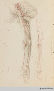 Charles Bell: Artistry and Anatomy | Books, Health and History
