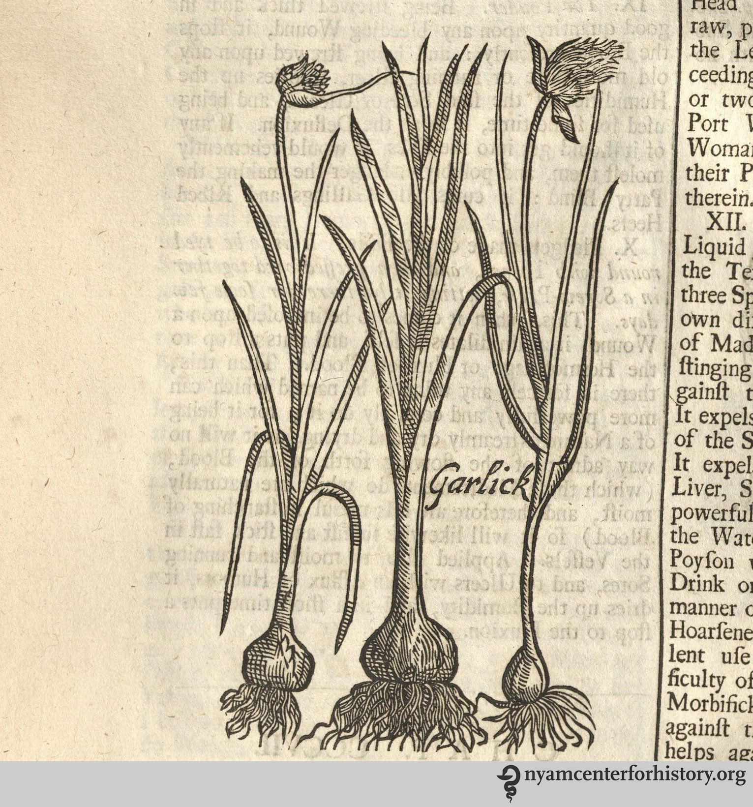 The History of Garlic: From Medicine to Marinara | Books, Health and ...