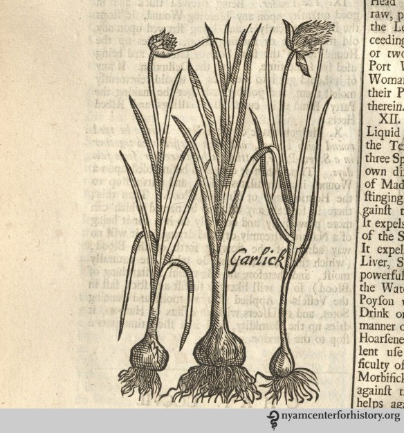 The History of Garlic: From Medicine to Marinara | Books, Health and ...