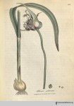 The History of Garlic: From Medicine to Marinara | Books, Health and ...