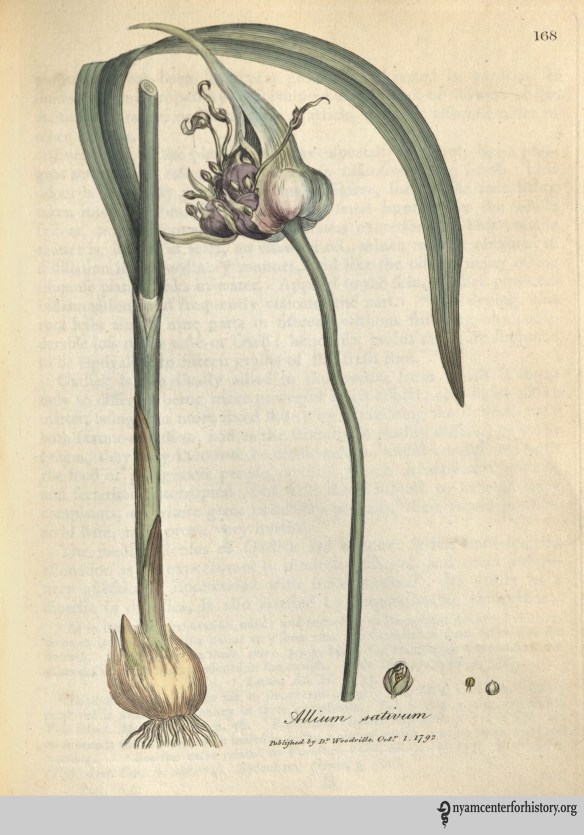 The History of Garlic: From Medicine to Marinara | Books, Health and ...