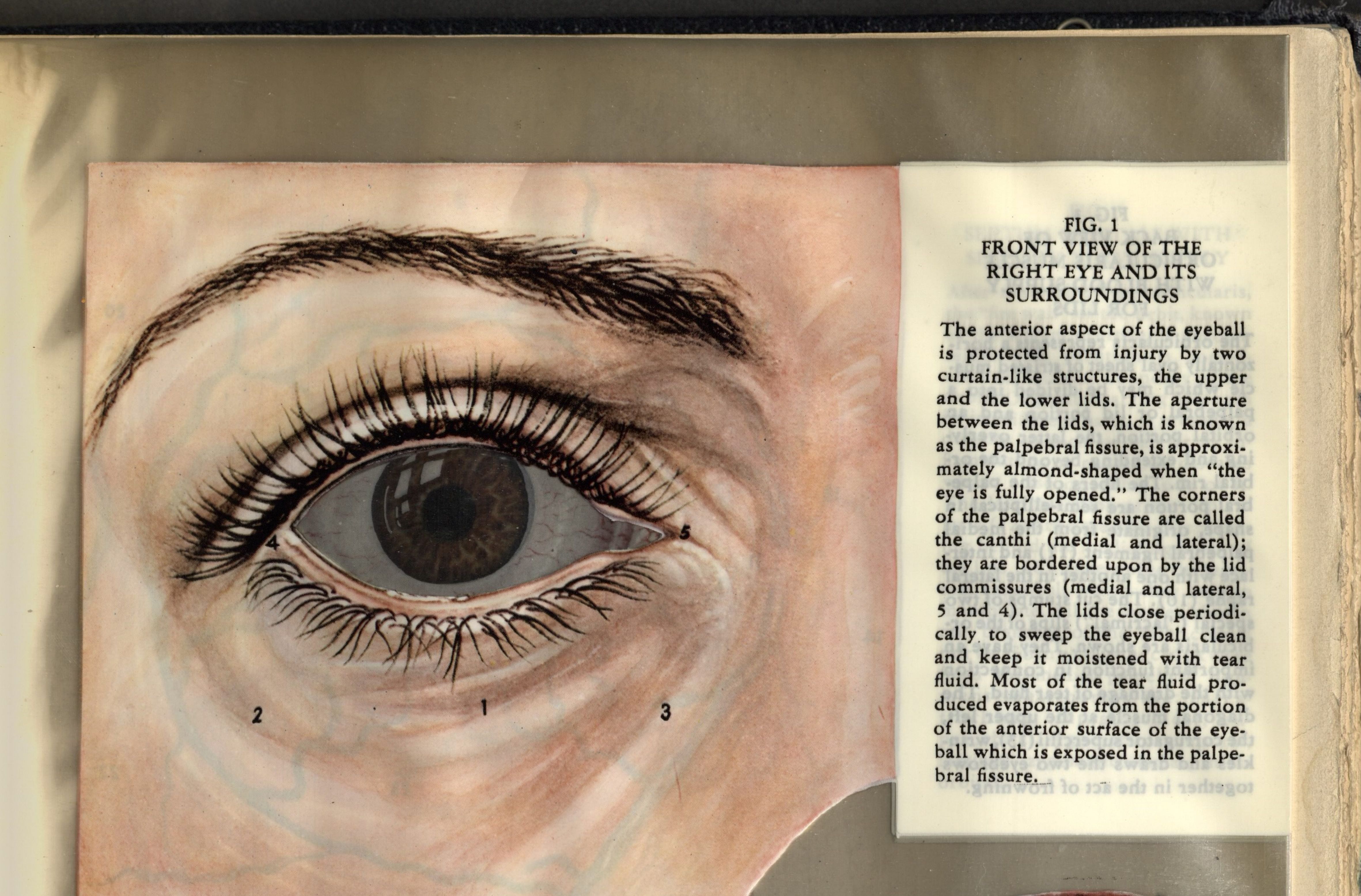 World Book Day 2021 | Books, Health and History